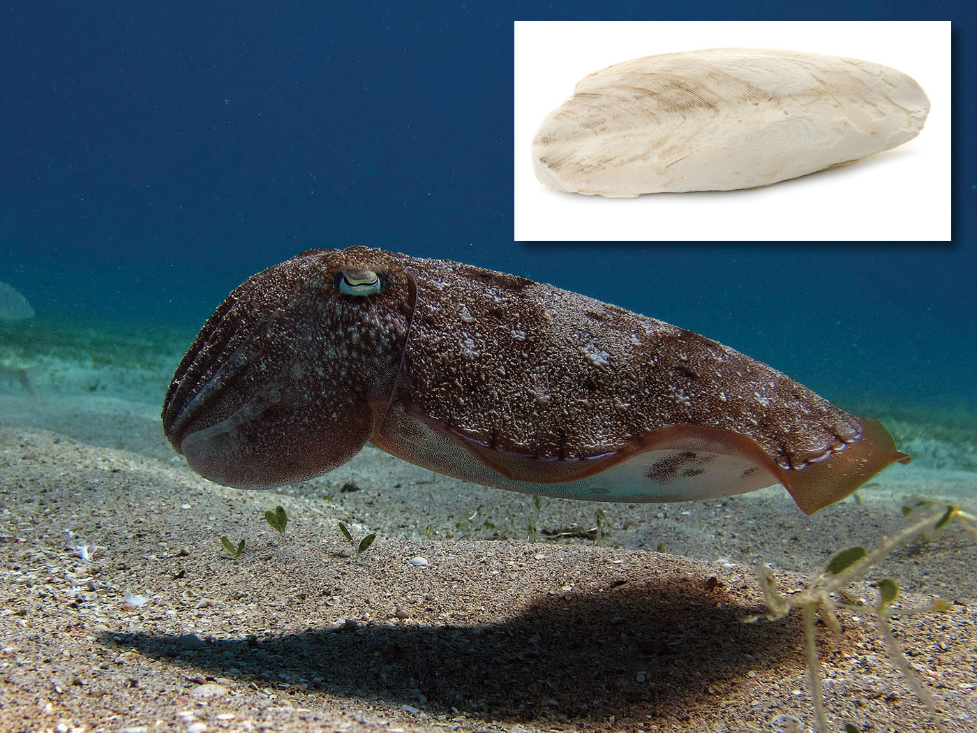 Even Steven | …Christian Bible based theology, and understanding the times in the light of scripture